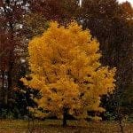 Cox Arboretum and Gardens